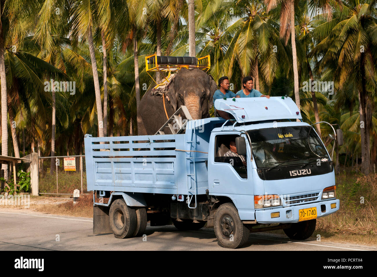 Transport of Asian elephant (Elephas maximus) by truck - Ko samui ...