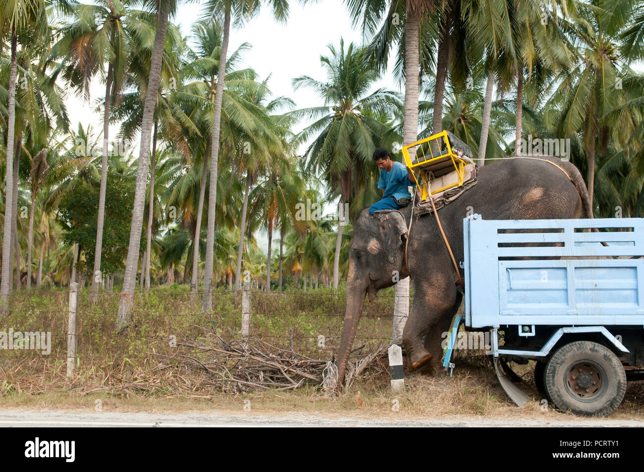 Transport of Asian elephant (Elephas maximus) by truck - Unloading - Ko ...