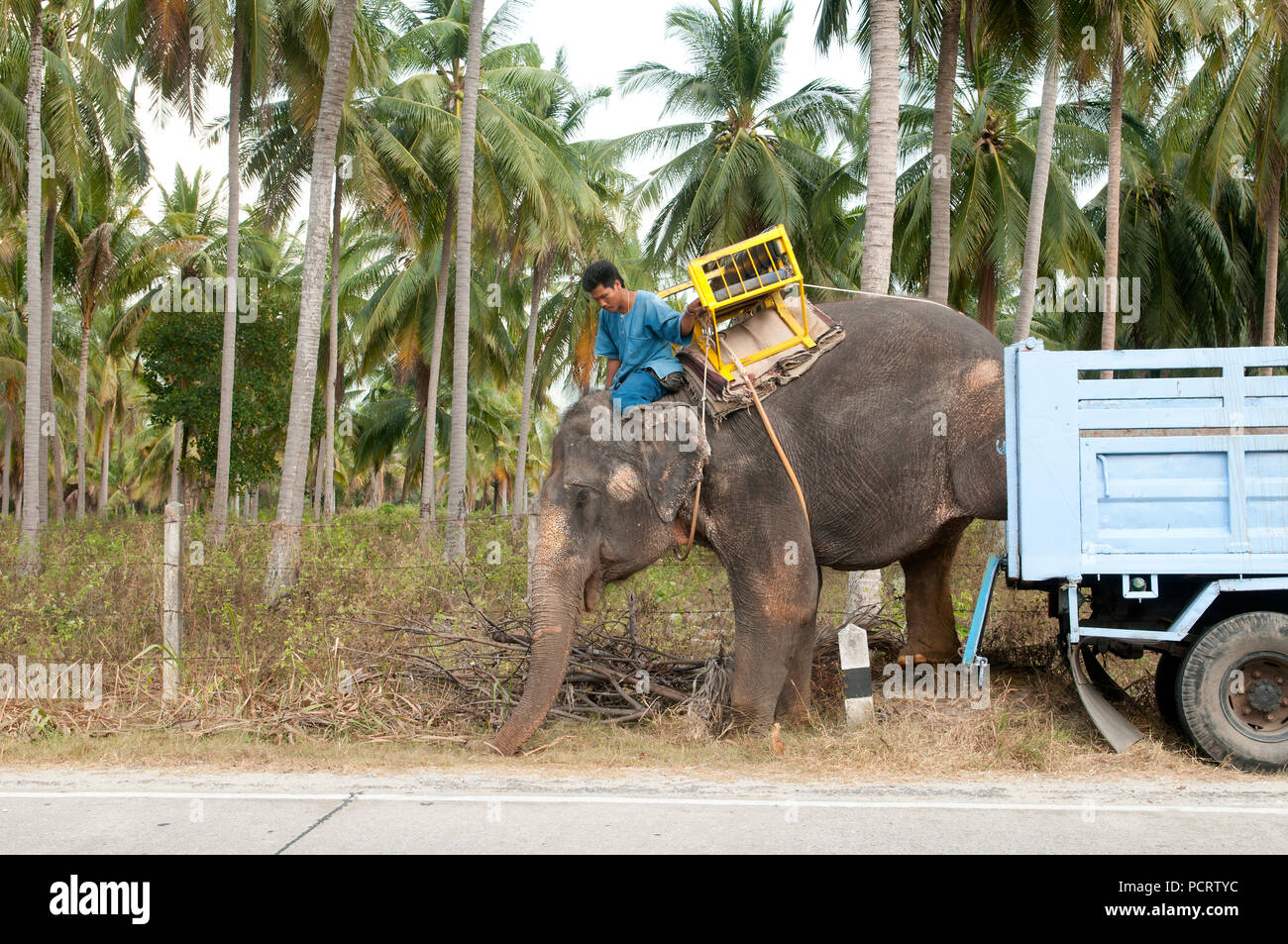 Transport of Asian elephant (Elephas maximus) by truck - Unloading - Ko ...