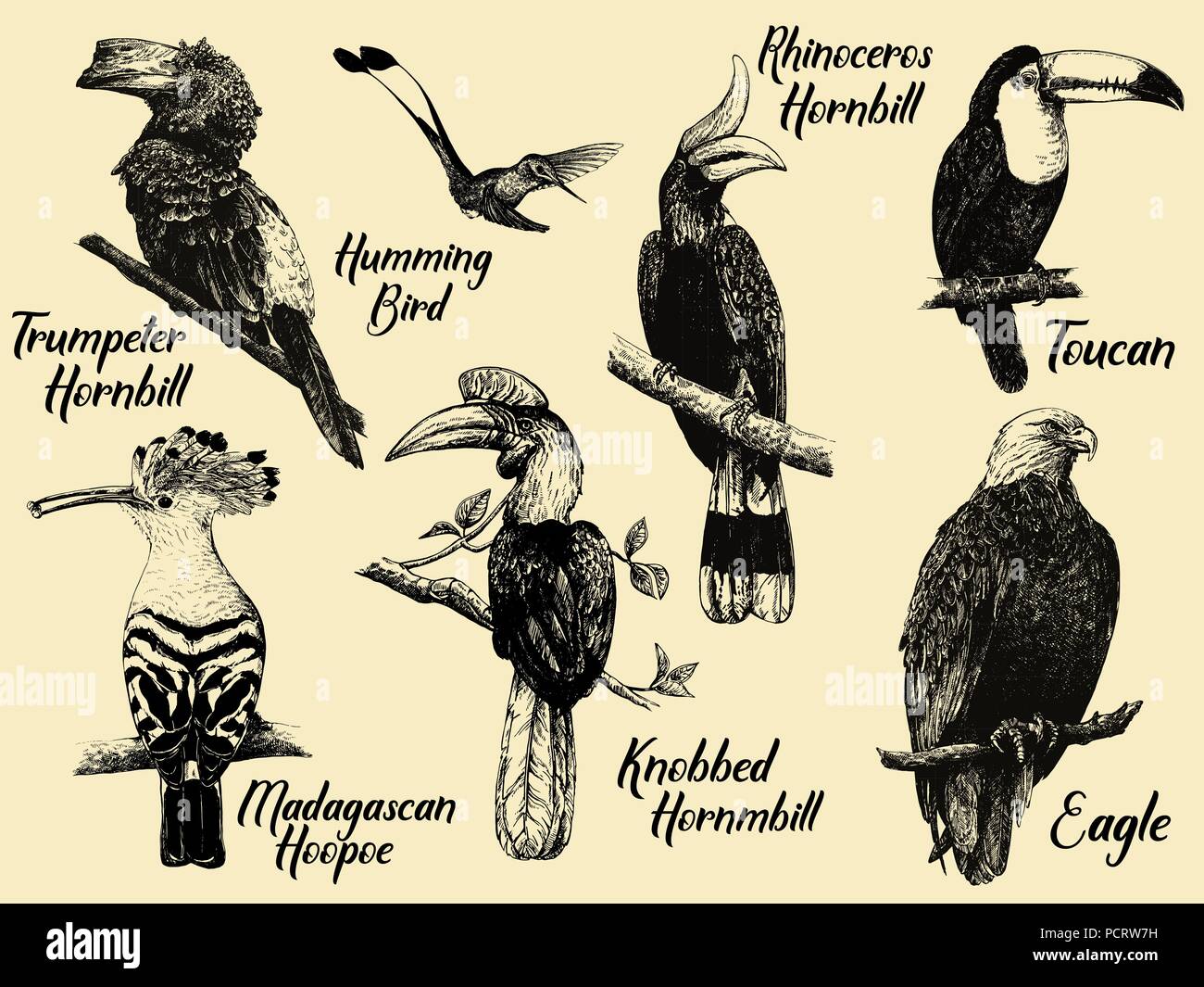 Set of hand drawn sketch style exotic birds. Isolated vector ...