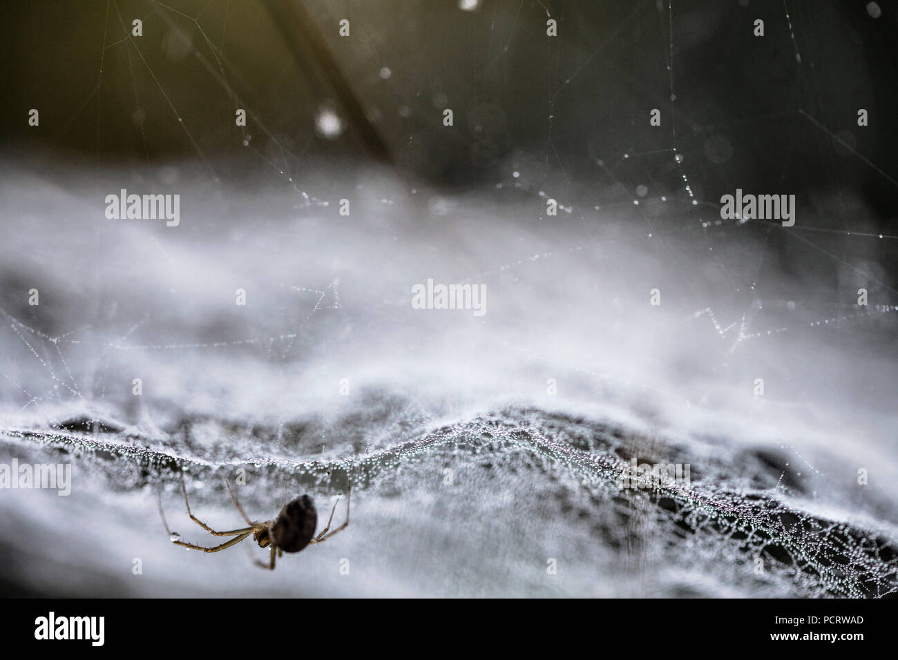 Eye level extreme close hi-res stock photography and images - Alamy