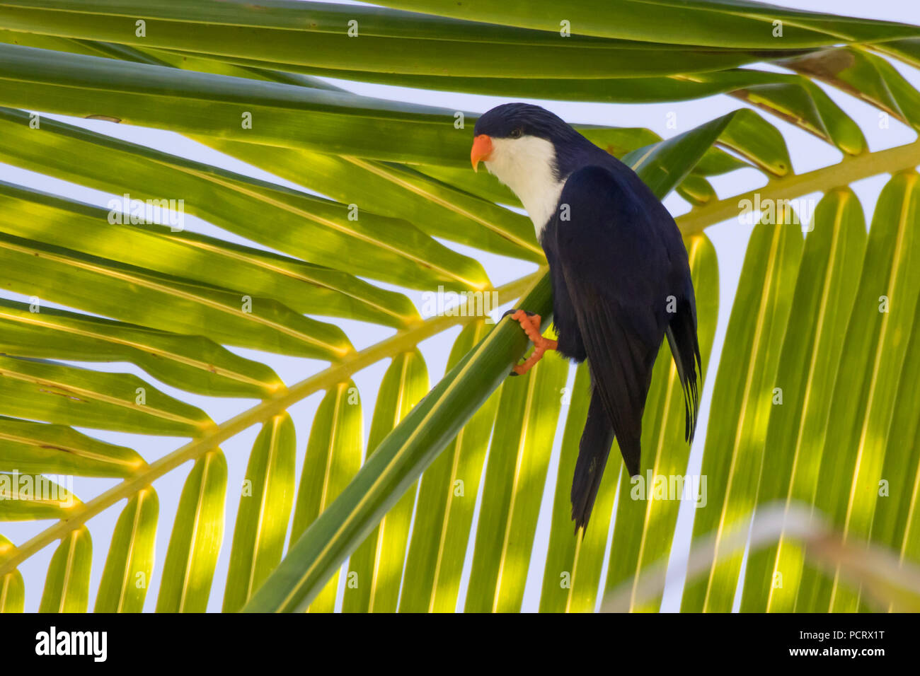 An endemic parakeet, the blue lorikeet in a palm tree at the blue ...