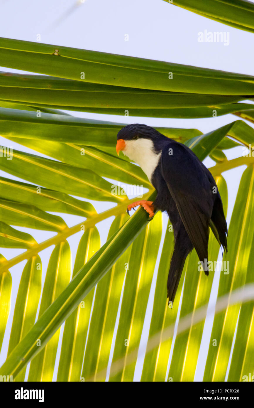 An endemic parakeet, the blue lorikeet in a palm tree at the blue ...