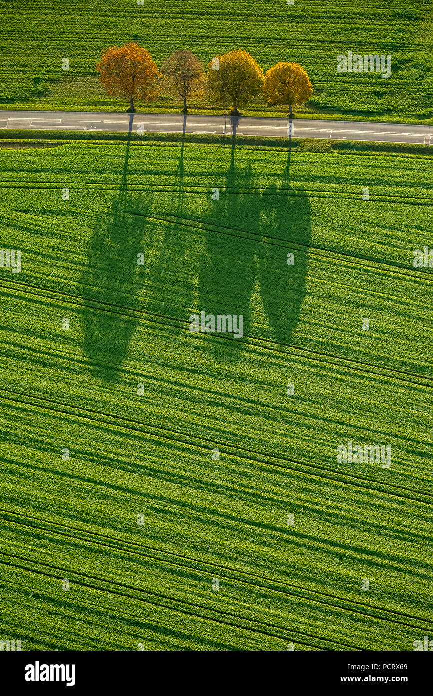 Tree row, fields, autumn leaves, tree, trees, shadows, structures ...