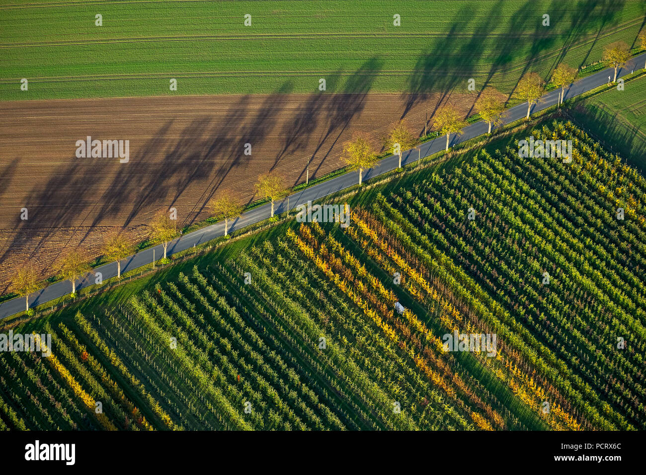 Tree row, fields, autumn leaves, tree, trees, shadows, structures ...