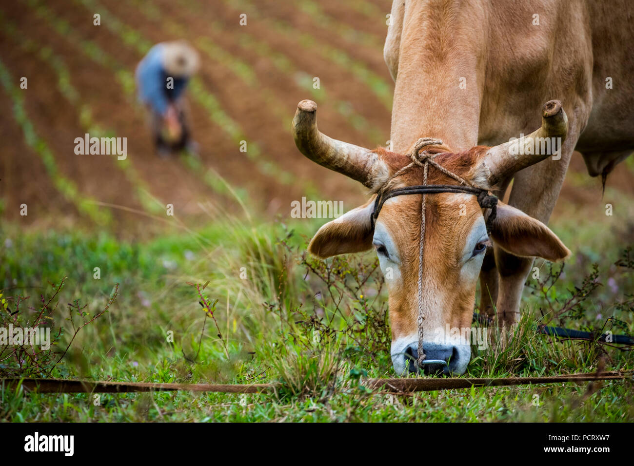 Pinar del rio cuba hi-res stock photography and images - Alamy