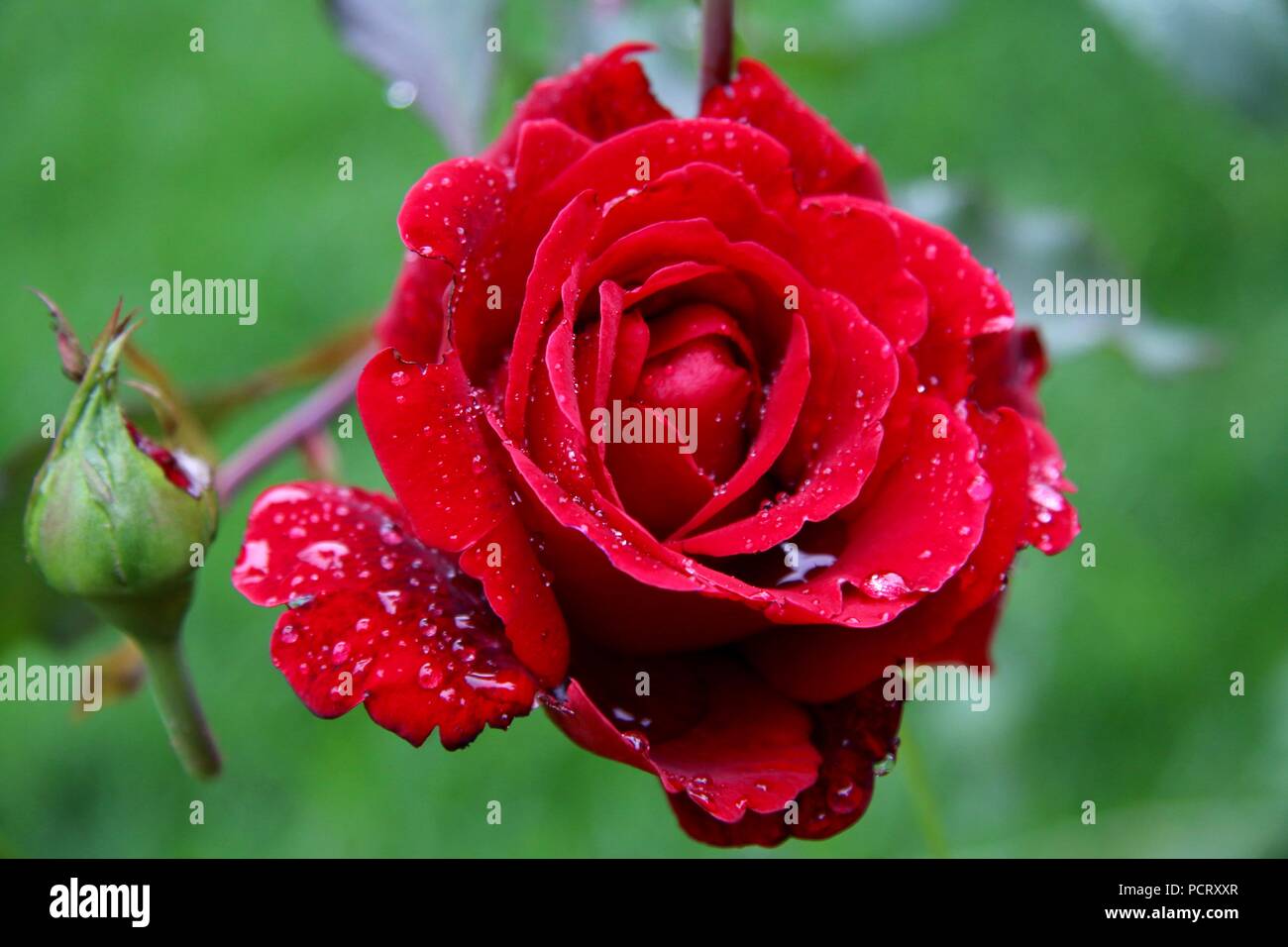 Wet flower after rain storm hi-res stock photography and images - Alamy
