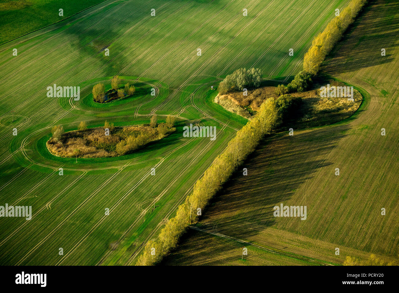 Bushes in the field, ground depression, Dargun, Müritz lakeland ...
