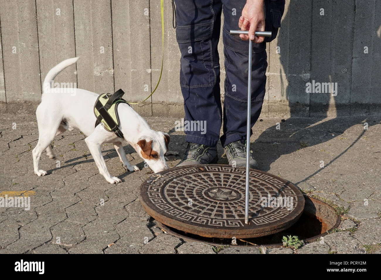 Rat dog at work and ready for action Stock Photo - Alamy