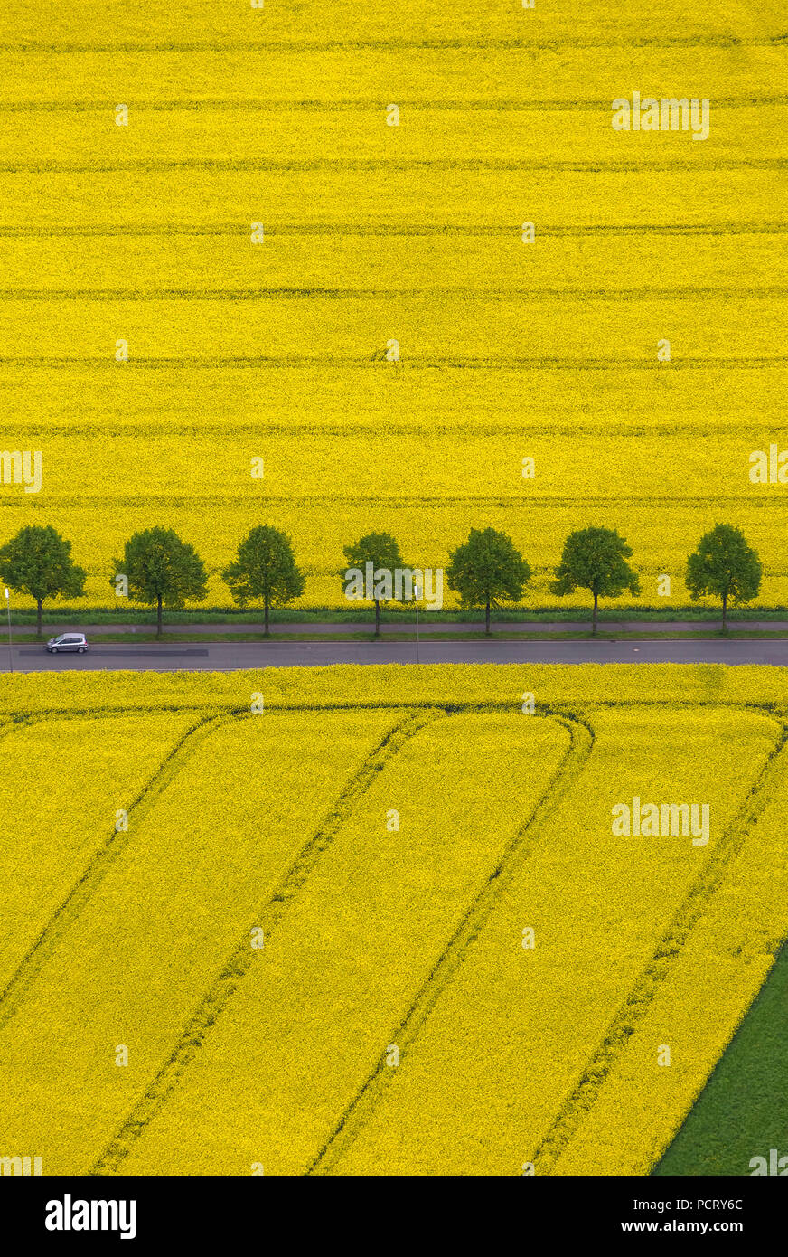 Rape fields with tree alley and country road and car traffic, aerial ...