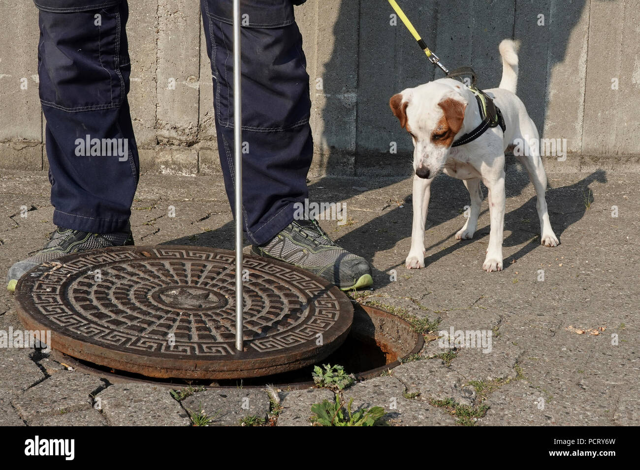 Rat dog hi-res stock photography and images - Alamy