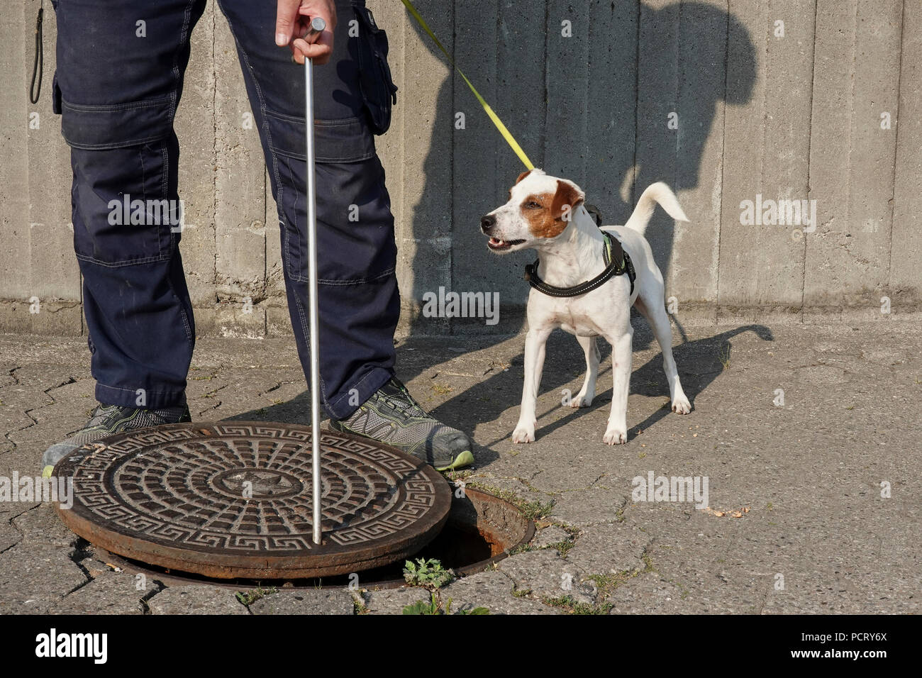 Rat dog at work and ready for action Stock Photo - Alamy