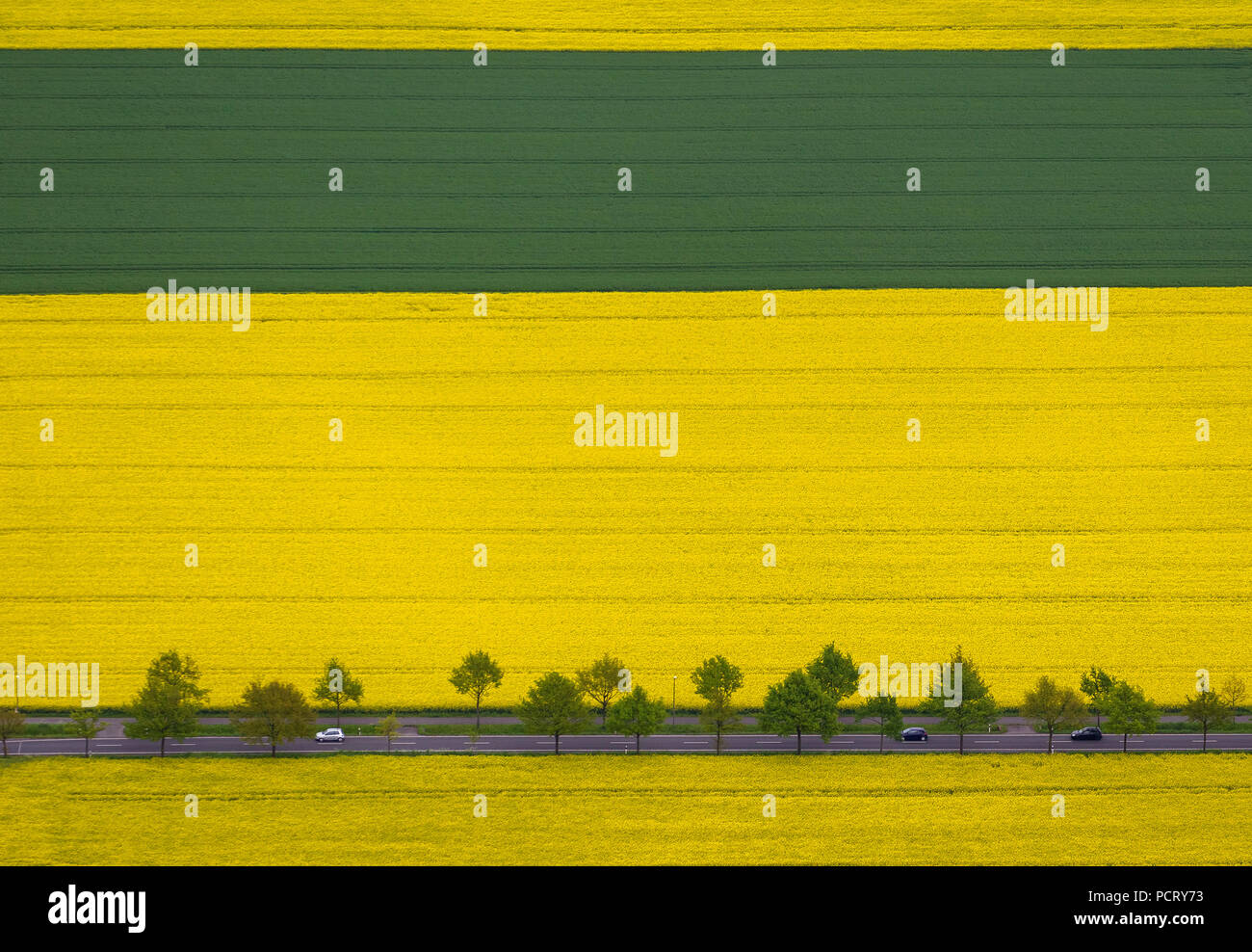 Rape fields with tree avenue, country road, cars, traffic, aerial view ...