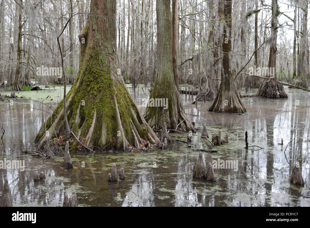 The Merchants Millpond State Park in North Carolina is a Southern Swamp ...