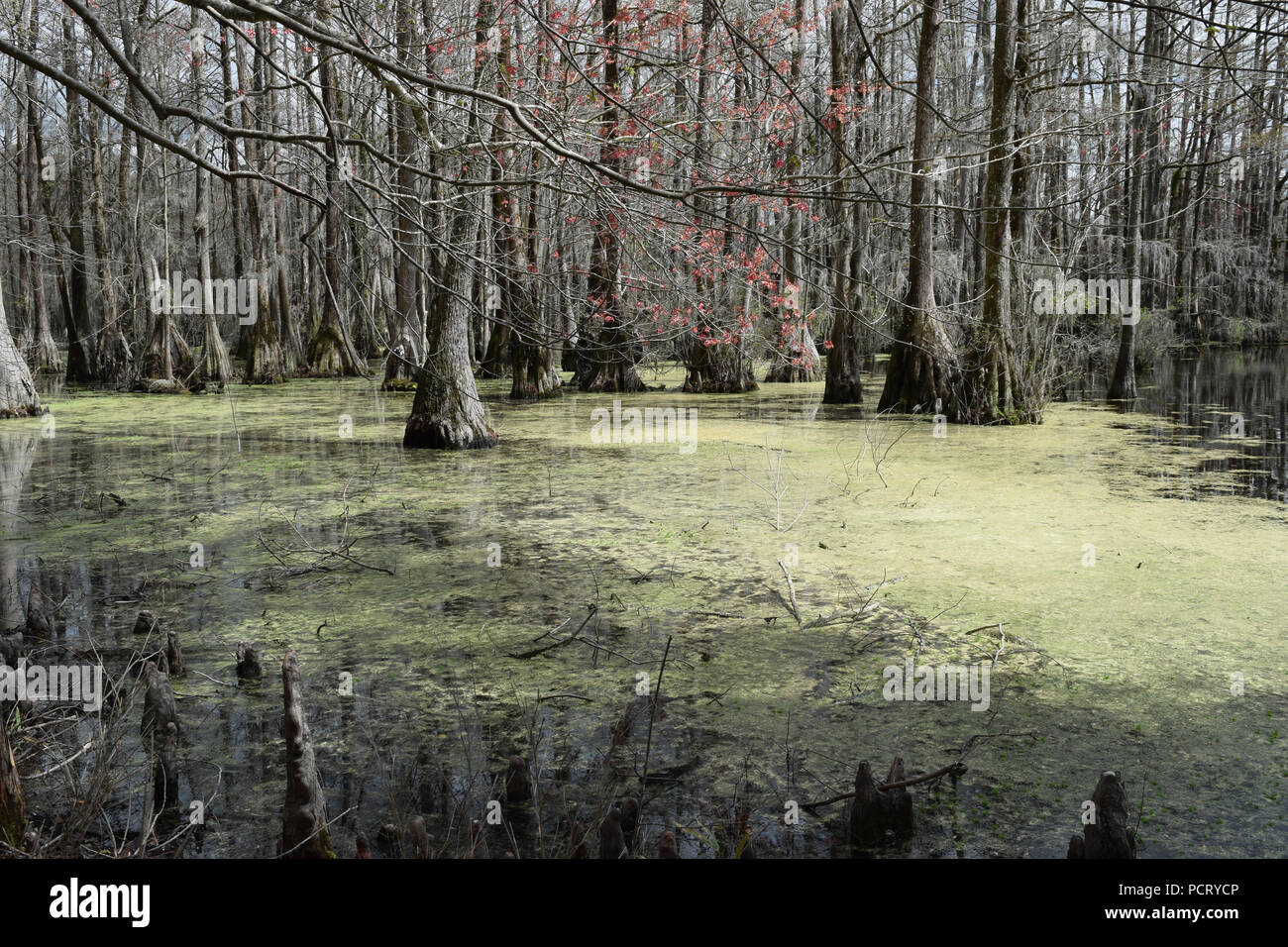 Southern Swamps North Watch The Swamp | American Experience | Official