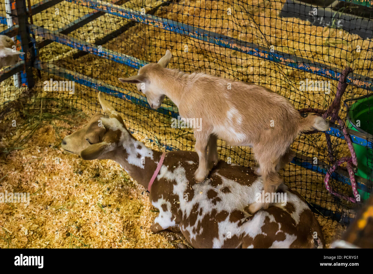 Baby Goat Mother High Resolution Stock Photography and Images - Alamy
