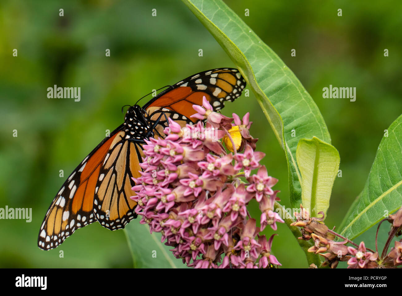 Monarch butterfly feeding on milkweed flowers - Danaus plexippus Stock ...