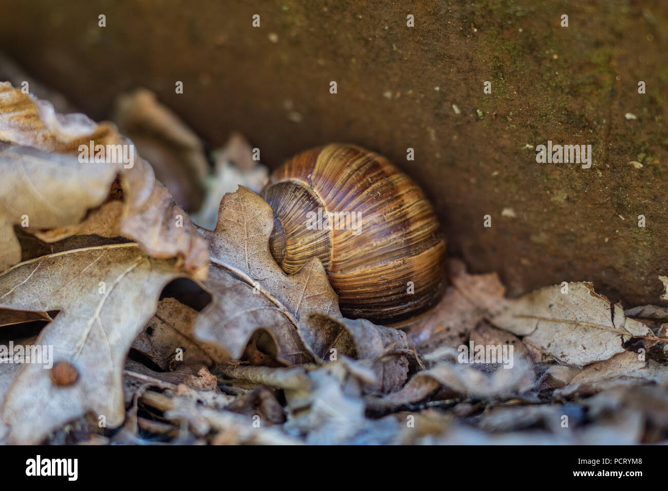 Snail shell on stony ground. Colorful shells of molluscs. Season of the ...