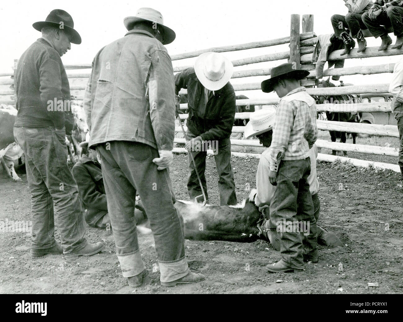 1930s cowboys branding calves hi-res stock photography and images - Alamy