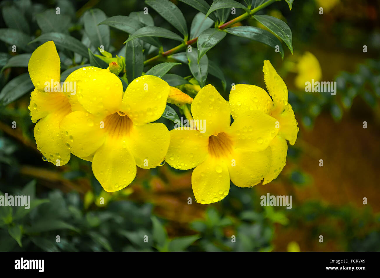 Most Beautiful Yellow Flowers