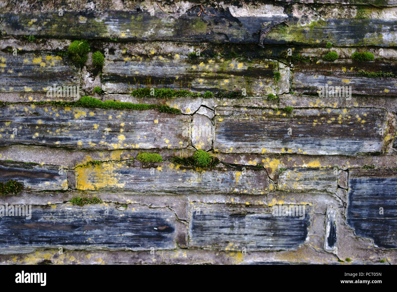 Moss in wall hi-res stock photography and images - Alamy