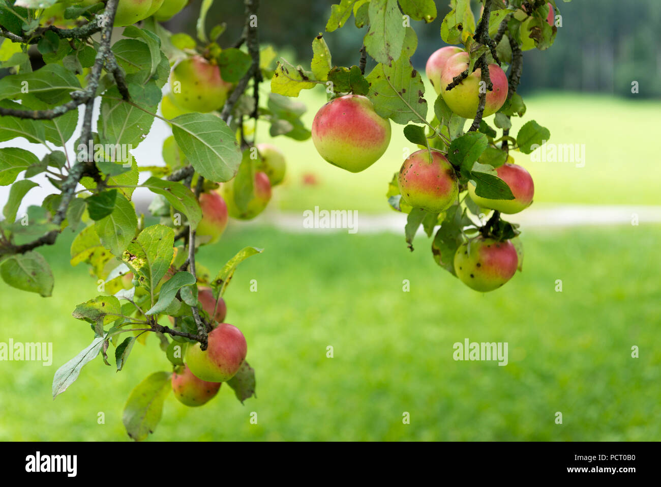 Apples on meadow orchard hi-res stock photography and images - Alamy