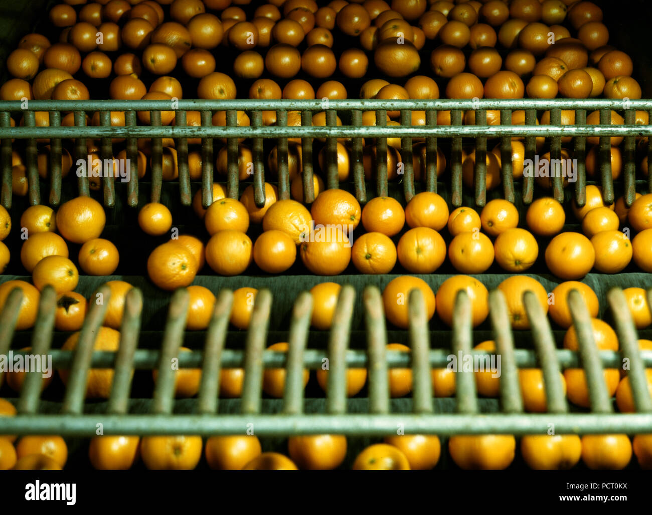 Packing of oranges hi-res stock photography and images - Alamy