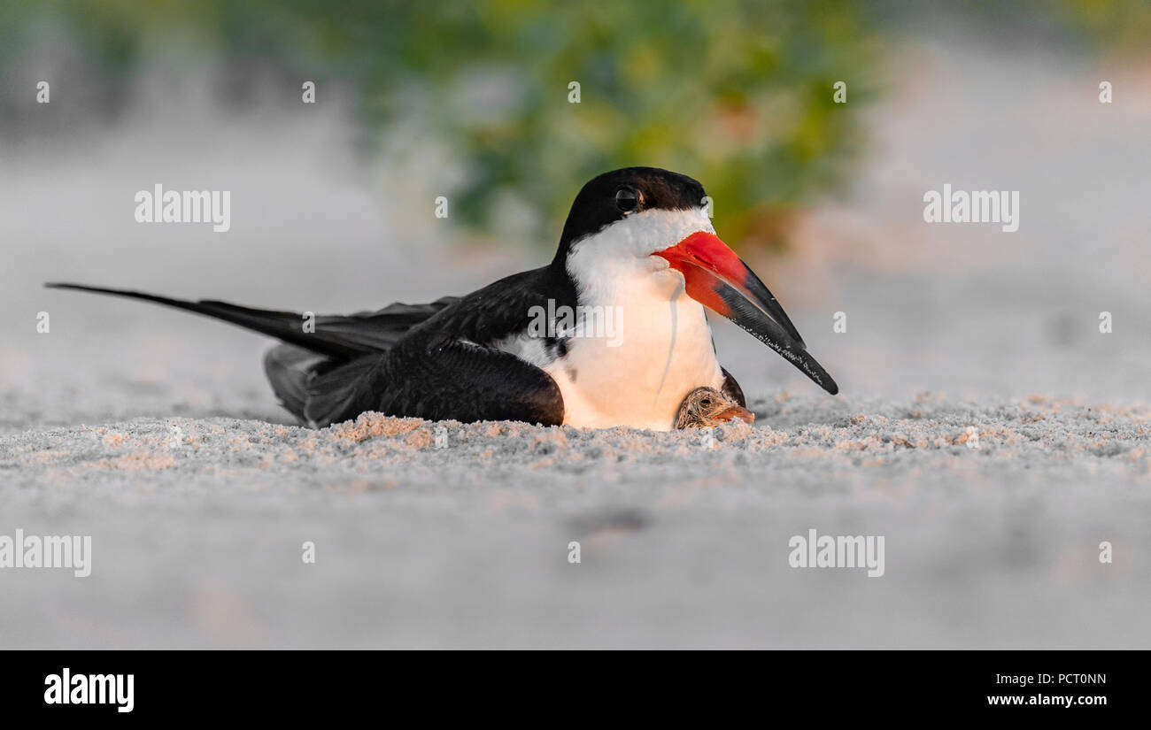 Skimmer on the beach hi-res stock photography and images - Alamy