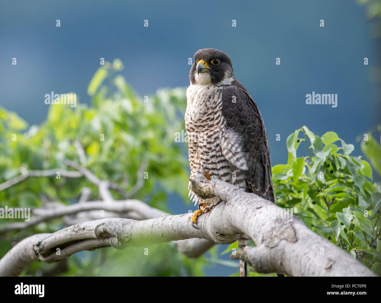 Peregrine Falcon Portrait Stock Photo - Alamy