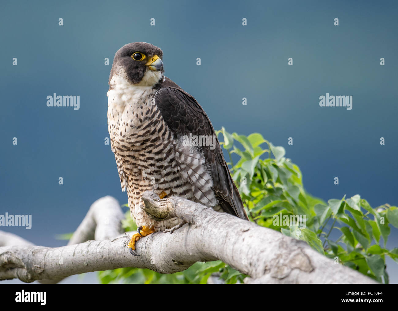 Peregrine Falcon Portrait Stock Photo - Alamy
