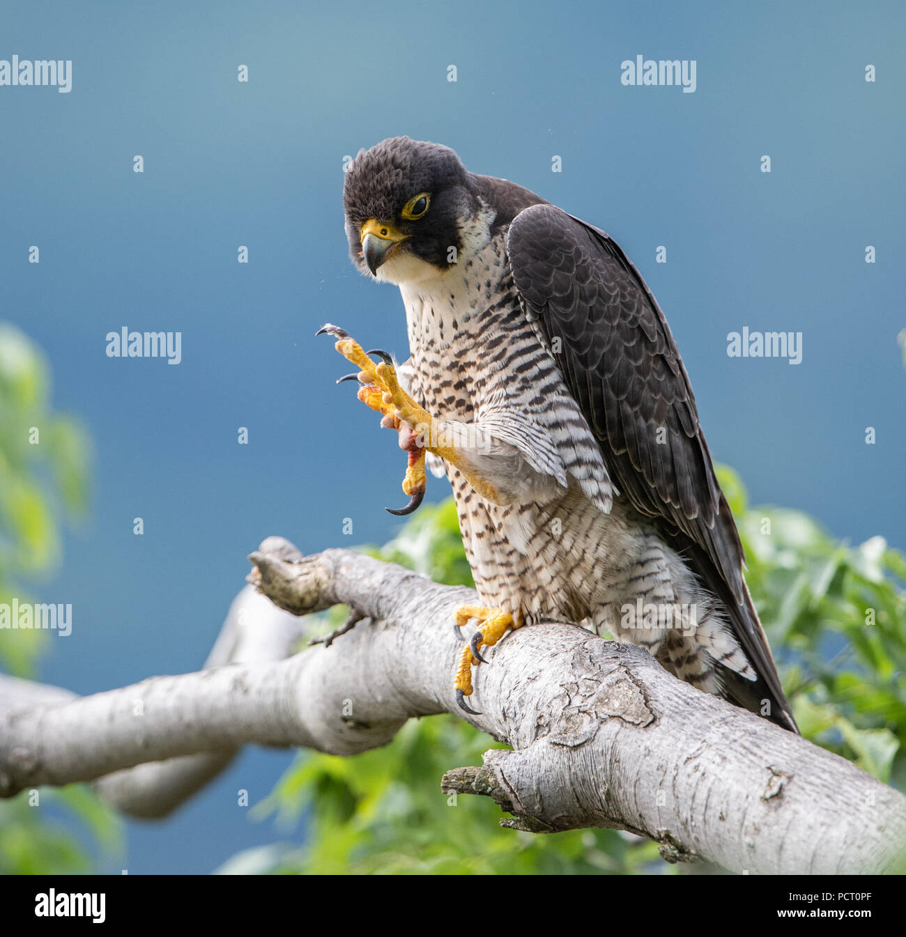 Peregrine Falcon Portrait Stock Photo - Alamy