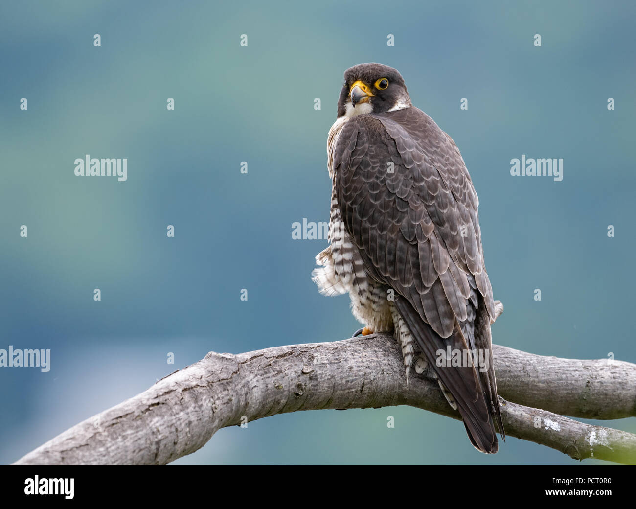 Peregrine Falcon Portrait Stock Photo - Alamy