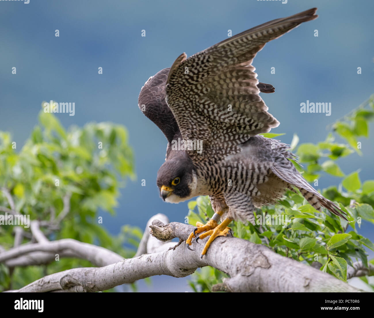 Peregrine Falcon Portrait Stock Photo - Alamy