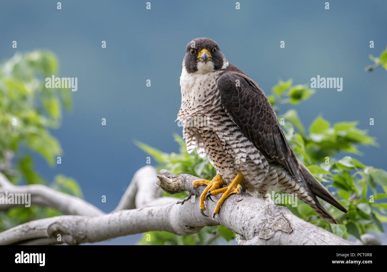 Peregrine Falcon Portrait Stock Photo - Alamy