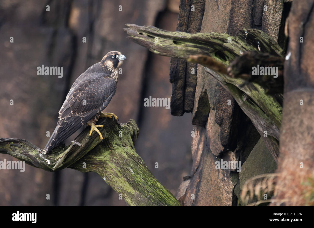 Peregrine Falcon Portrait Stock Photo - Alamy