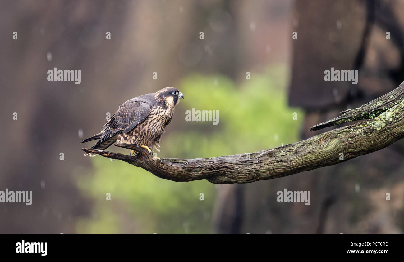 Peregrine Falcon Portrait Stock Photo - Alamy