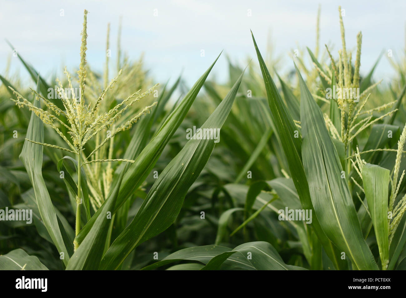 Crops field pest hi-res stock photography and images - Alamy