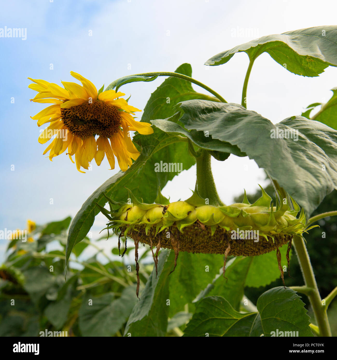Sunflowers hanging heavy with seeds in a summer garden and blue sky ...