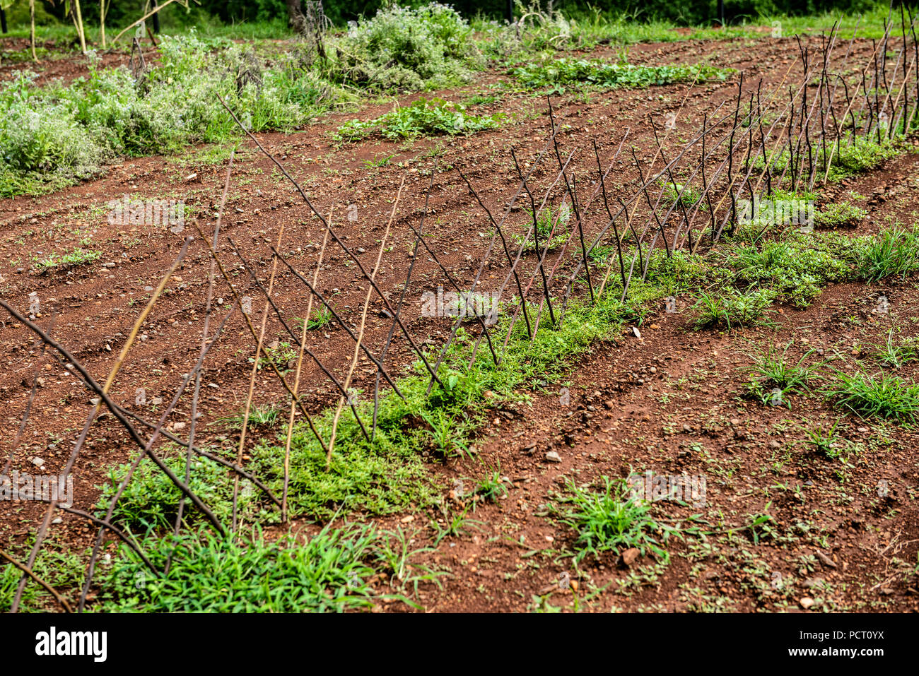 Simple stick fencing in X shapes set up in Thomas Jefferson's rustic ...