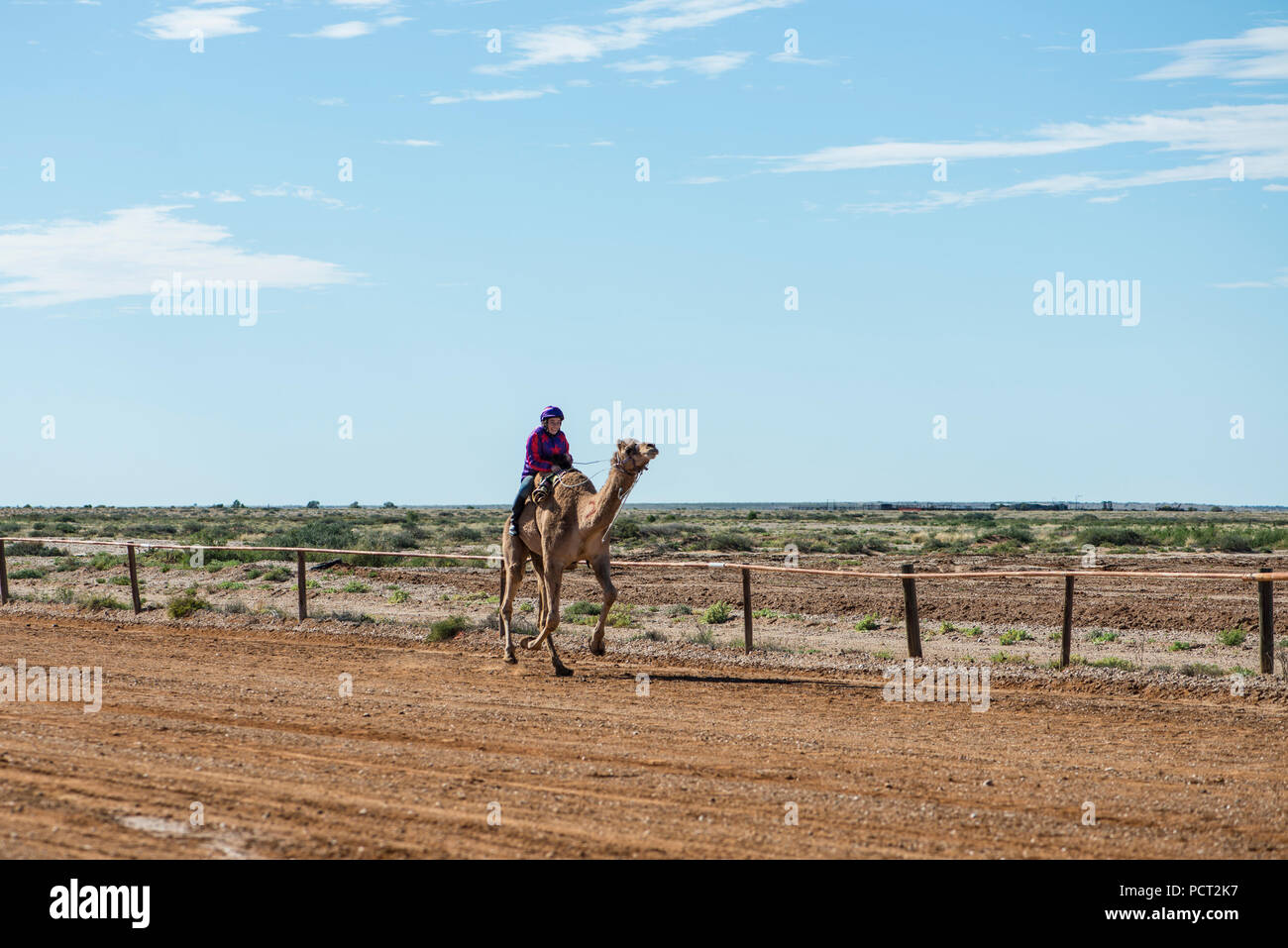 Camel races, Marree, Outback Australia Stock Photo - Alamy