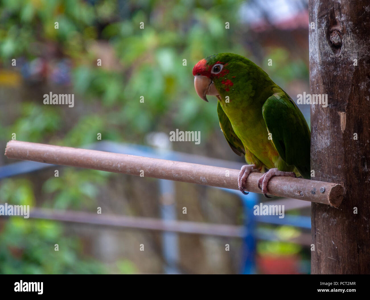 Parrot in Peru Stock Photo - Alamy