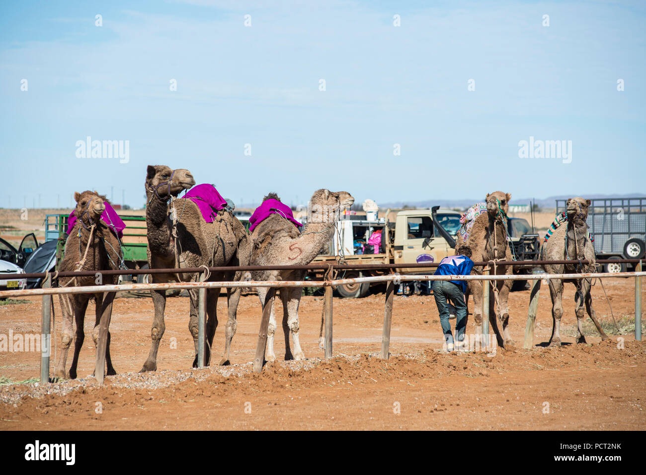 Camel races, Marree, Outback Australia Stock Photo - Alamy