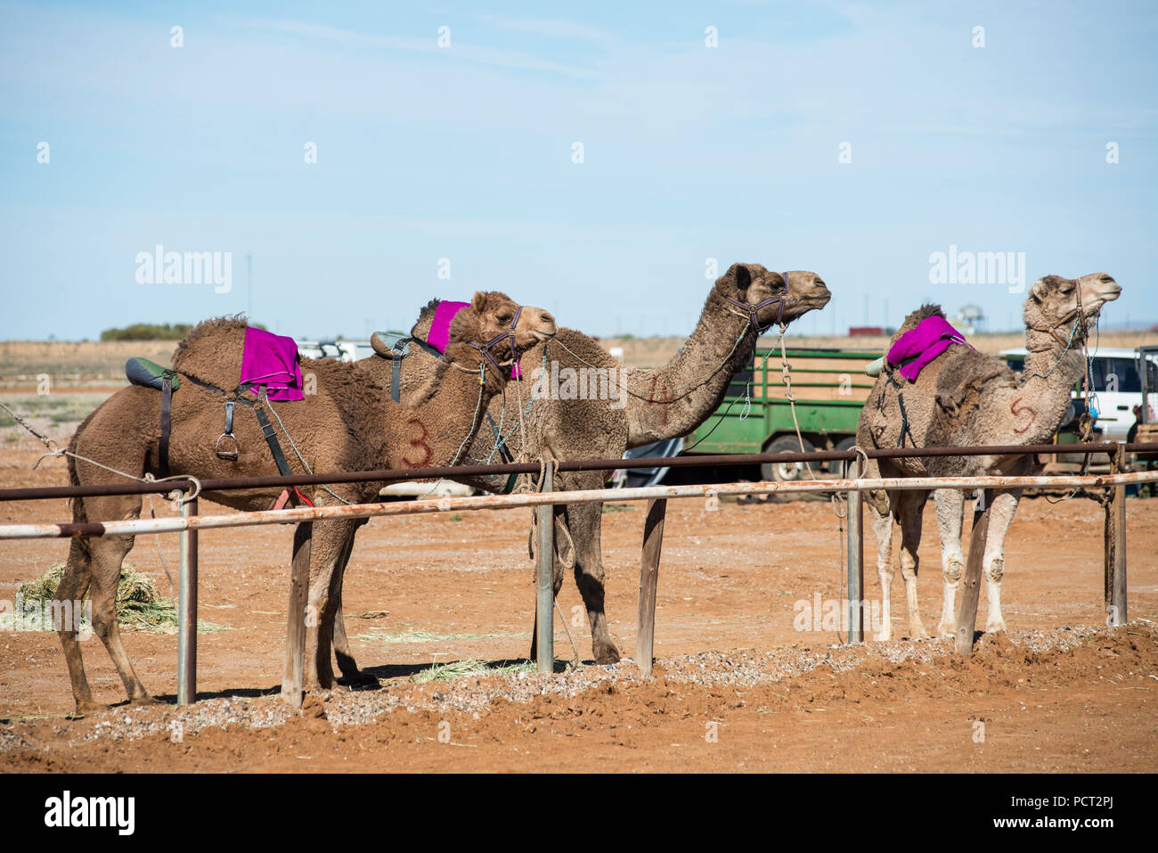 Camel races, Marree, Outback Australia Stock Photo - Alamy