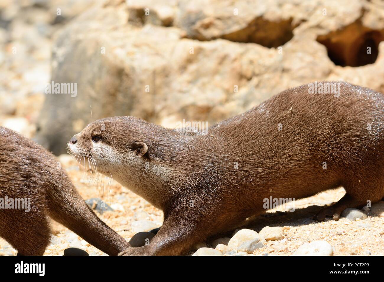 Side view of otters hi-res stock photography and images - Alamy