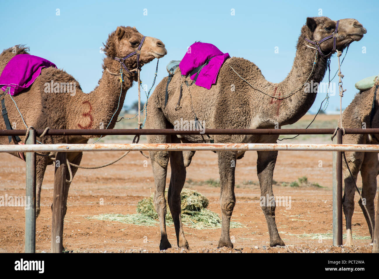 Australia south camels hi-res stock photography and images - Alamy