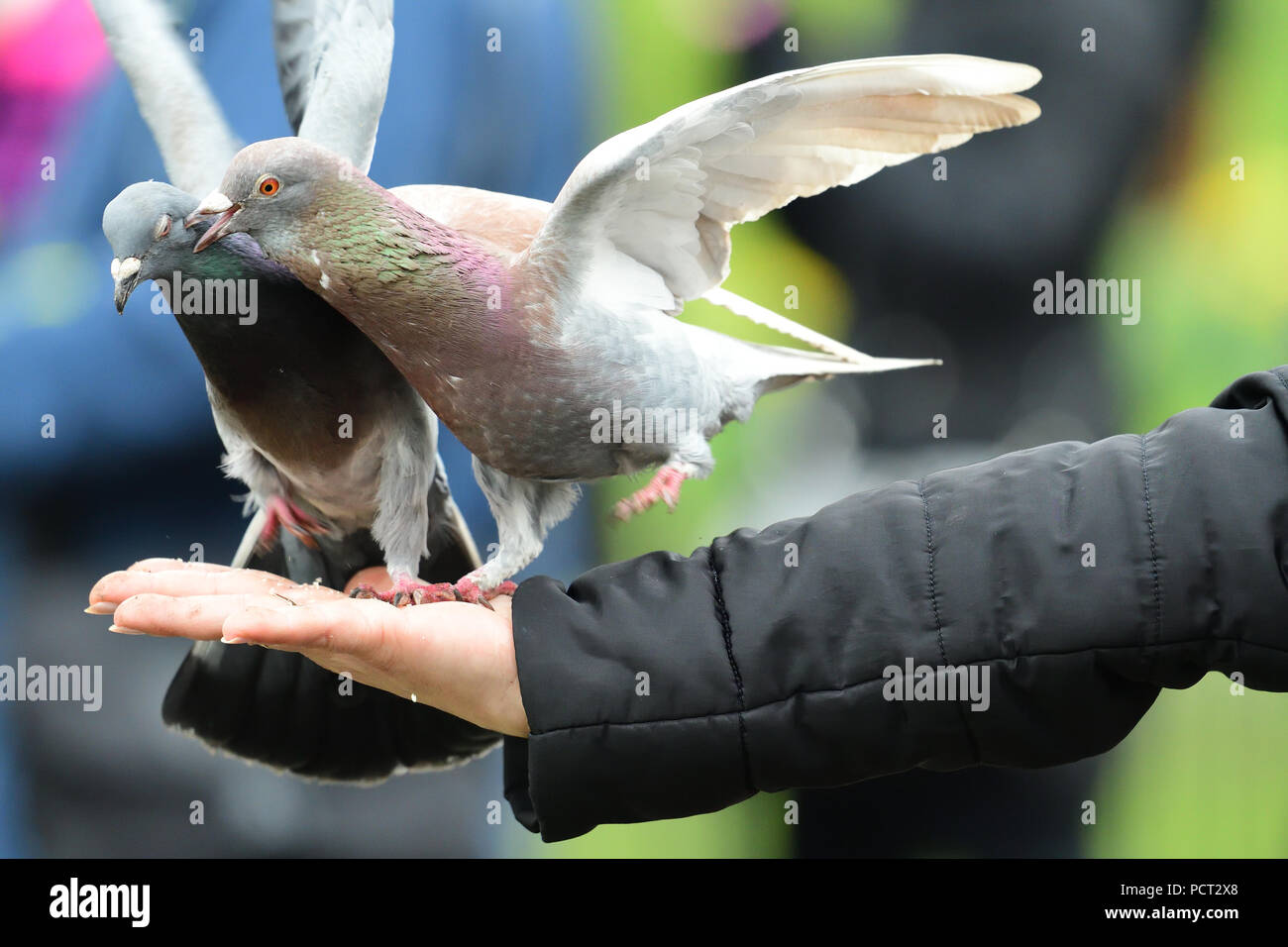Human Pigeon High Resolution Stock Photography and Images - Alamy