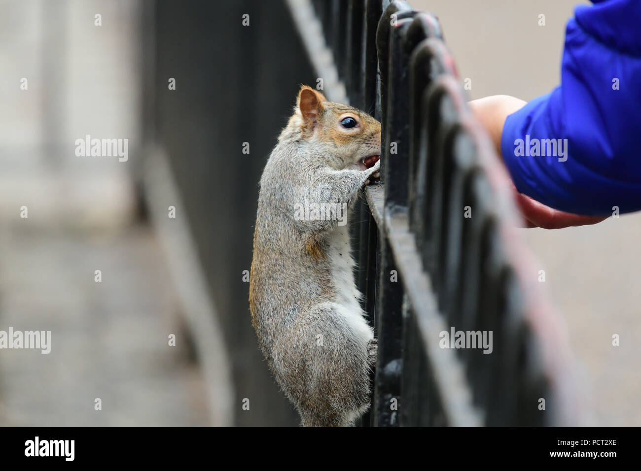 Tame squirrels hi-res stock photography and images - Alamy
