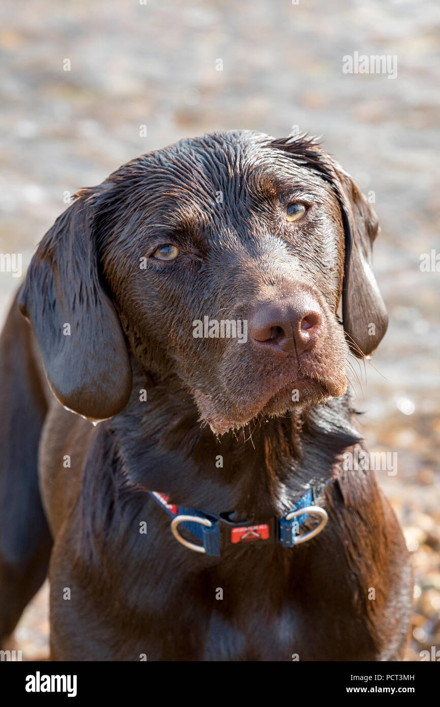 Labrador retriever springer spaniel dog hi-res stock photography and ...