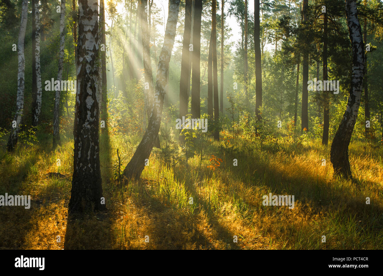 Walk in the autumn forest. Morning. Sun rays Stock Photo - Alamy