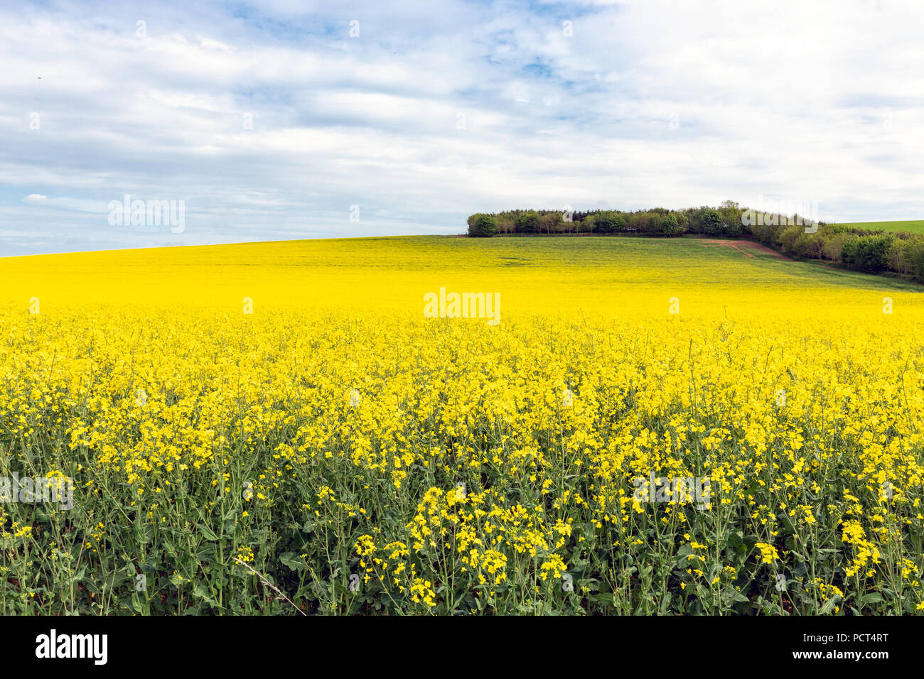 Coleseed field with blooming yellow flowers in Scottish borders Stock ...
